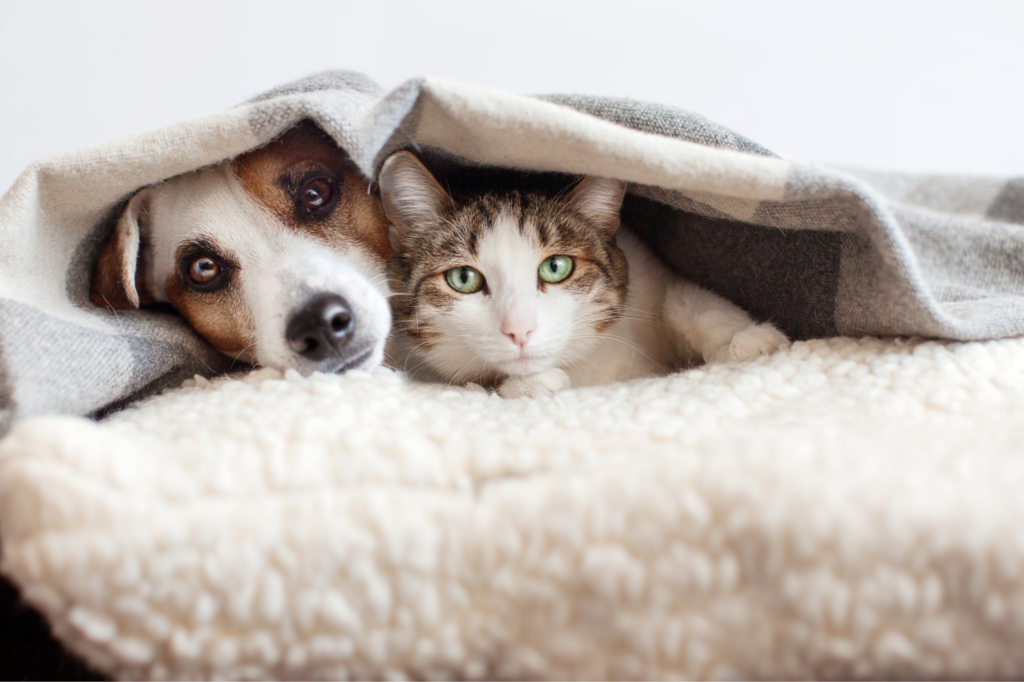 Qual é o pet mais popular do mundo | Caudas e Bigodes